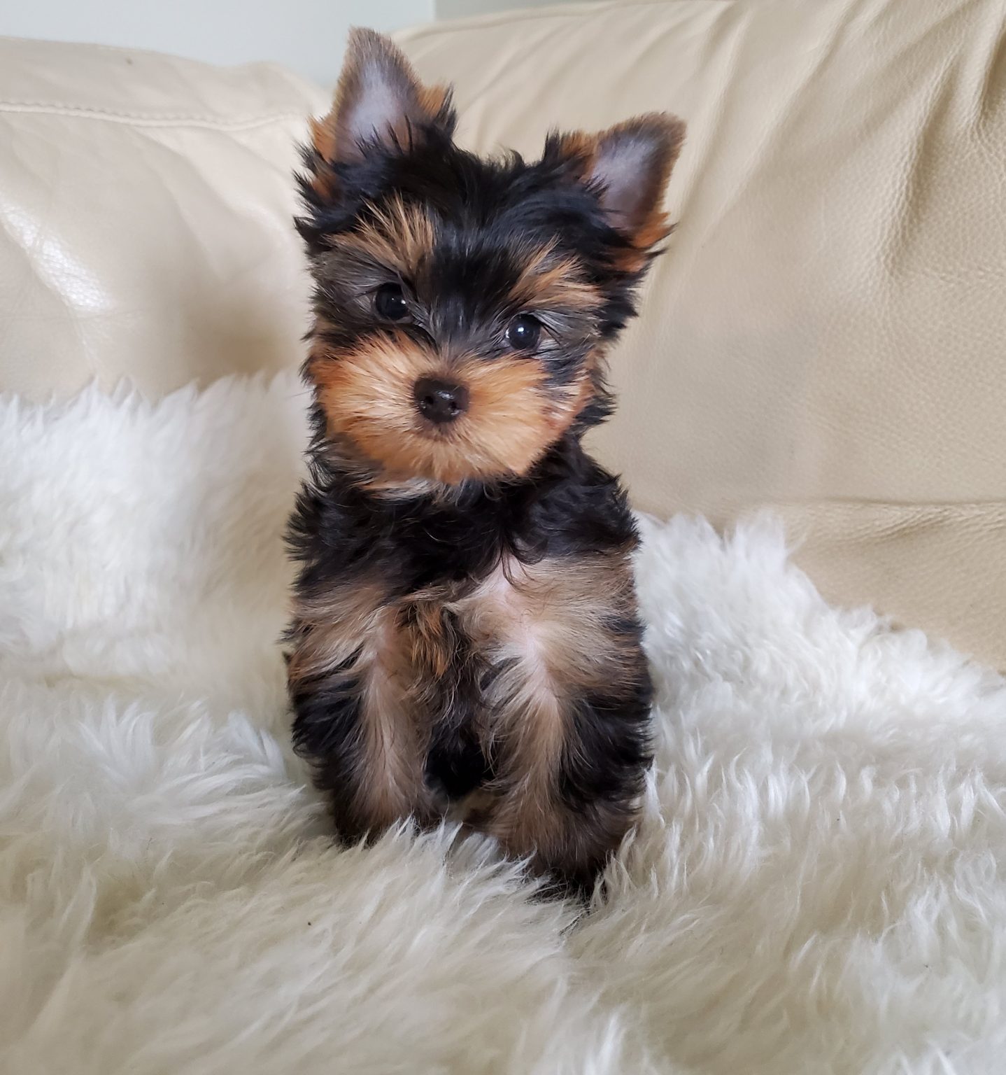 Puppies Yorkie - Joyful Traditional Yorkies