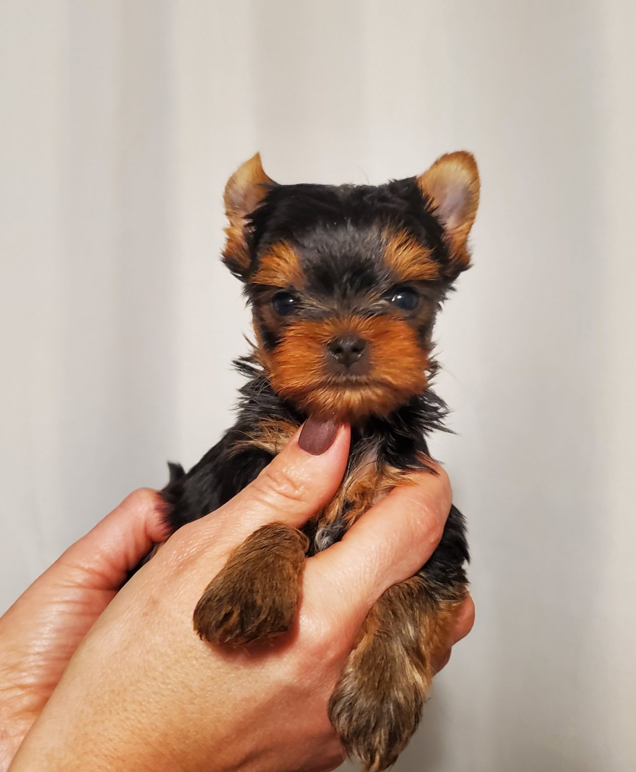 Puppies Yorkie - Joyful Traditional Yorkies