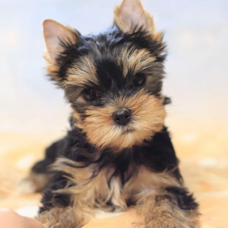 Puppies Yorkie - Joyful Traditional Yorkies