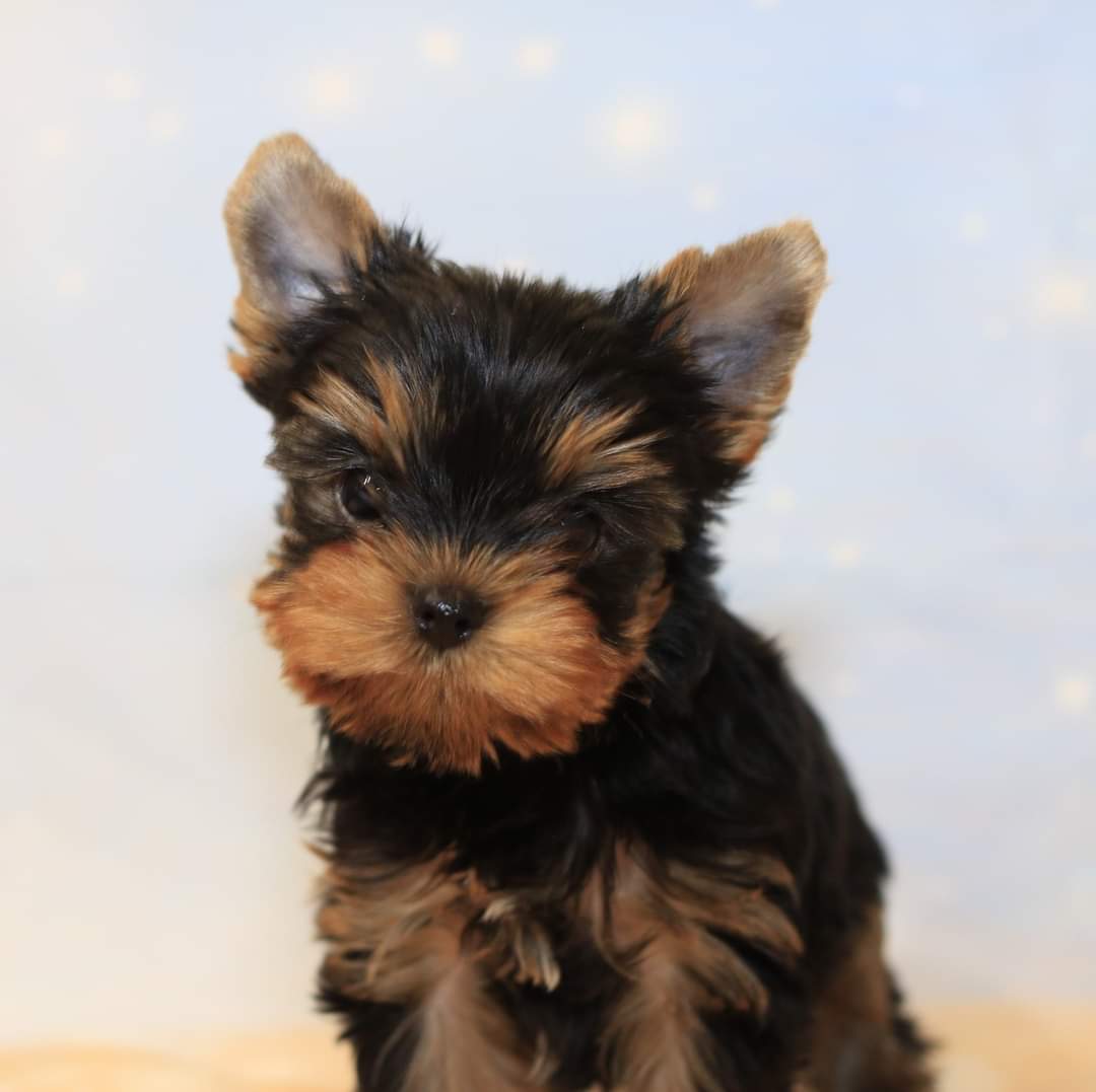Puppies Yorkie - Joyful Traditional Yorkies