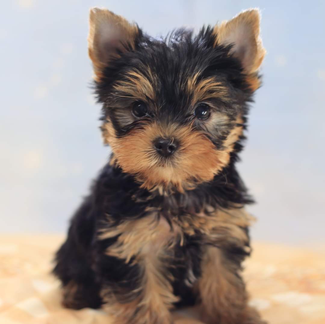 Puppies Yorkie - Joyful Traditional Yorkies