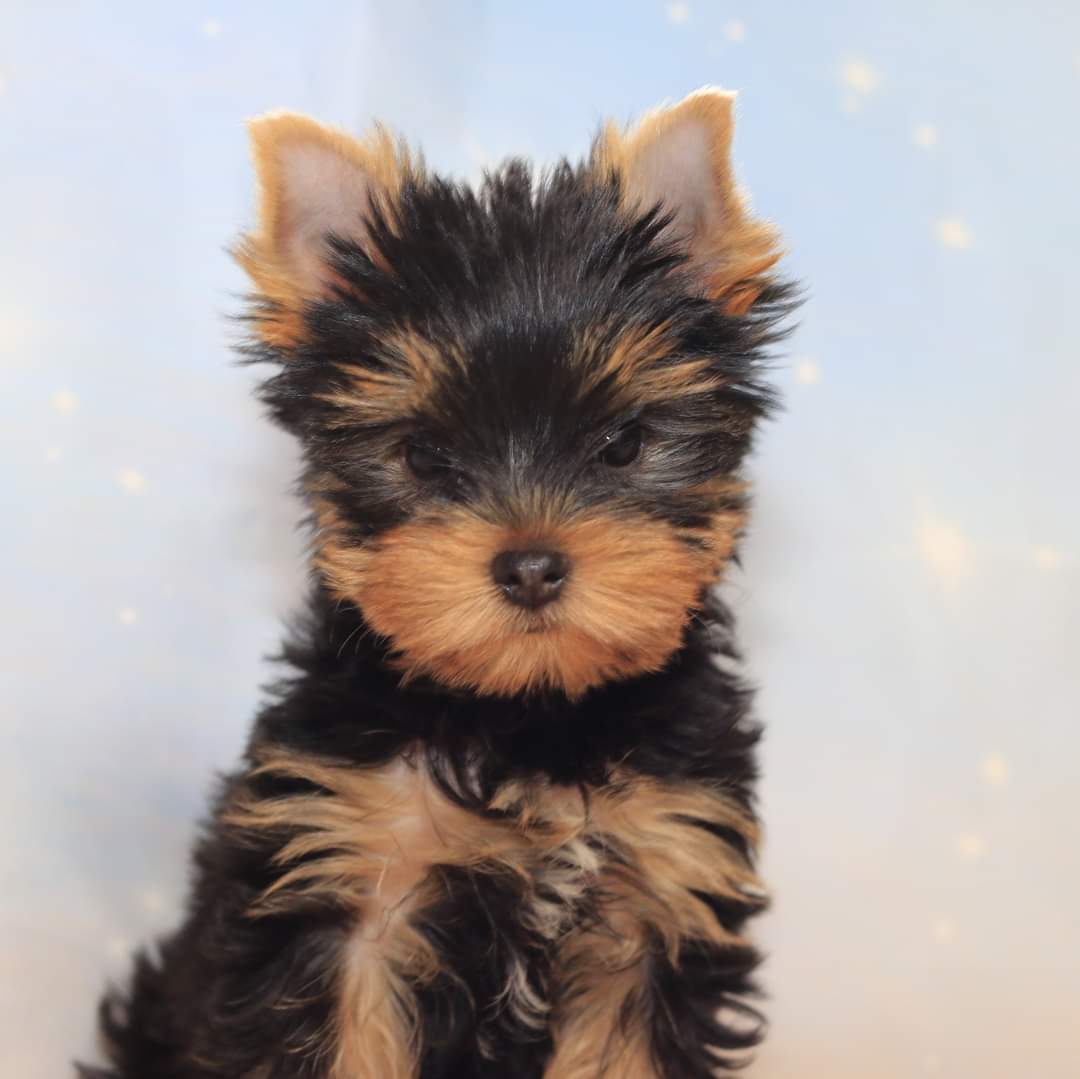 Joyful Traditional Yorkies