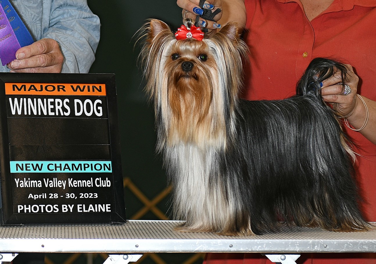 Dams and Sire - Joyful Traditional Yorkies