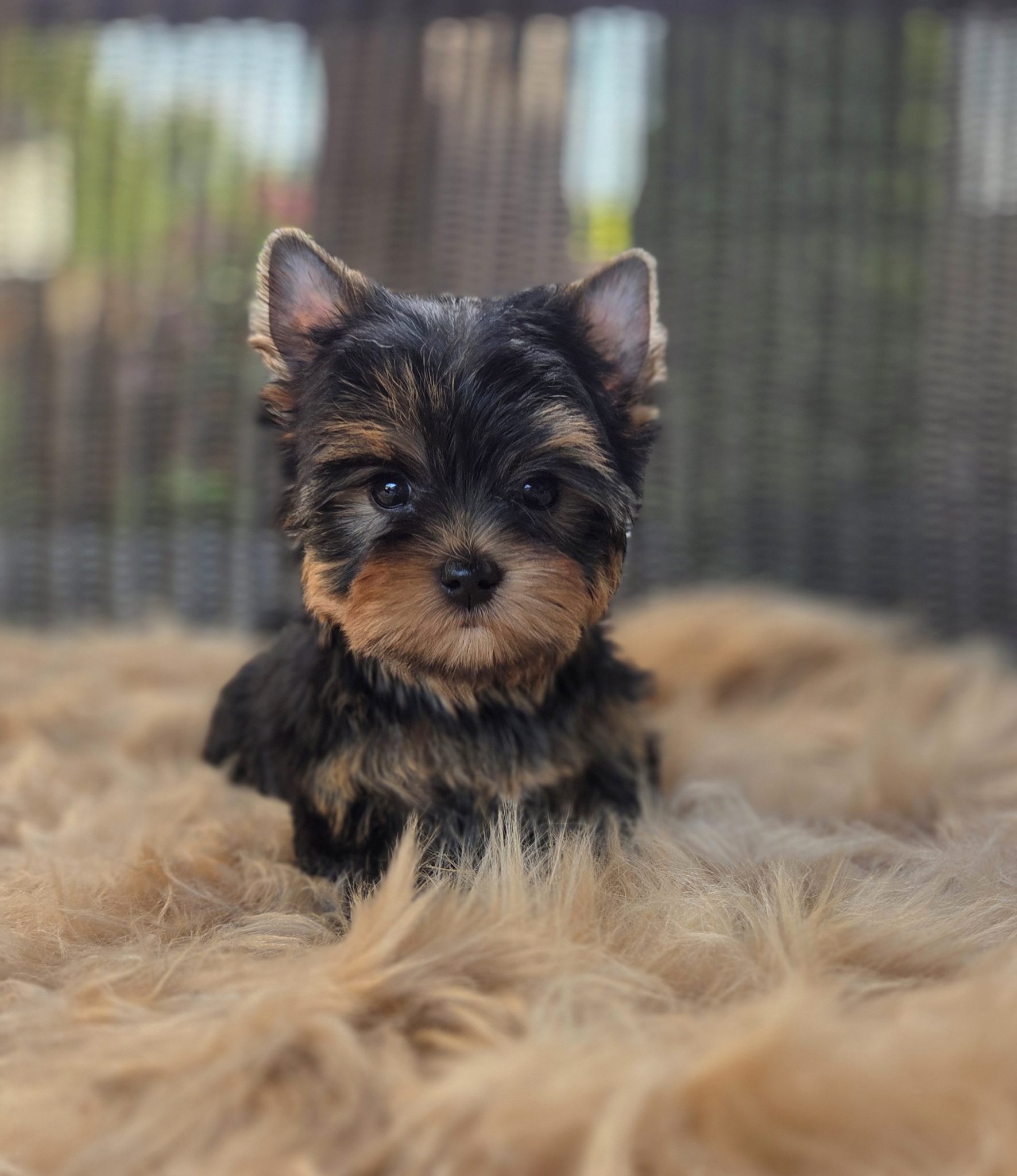 Puppies Yorkie - Joyful Traditional Yorkies